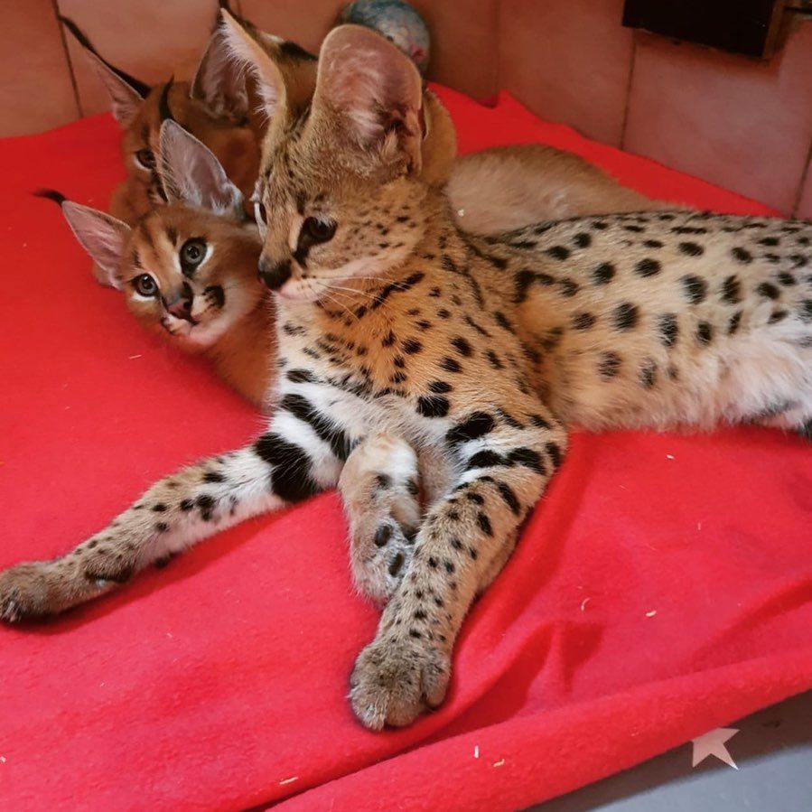 tenemos hermosos caracal, serval savannah f1 f2 ocelot y bengal ...